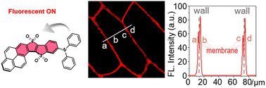 Ultra-photostable fluorescent dye molecular engineering—for measuring ...