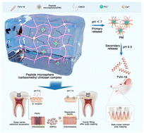 Two-stepped pH-responsive peptide microsphere/carboxymethyl chitosan ...