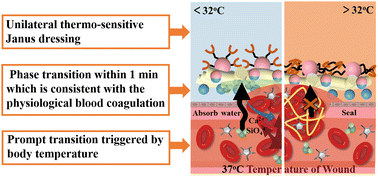 Unilateral thermosensitive Janus hemostatic dressing for matching ...