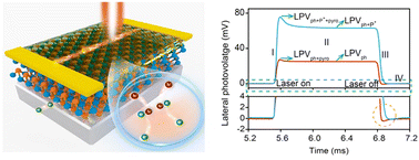 Boosting lateral photosensing performances in a P(VDF-TrFE)/Bi2Se3/Si ...