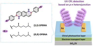 Ultraviolet circularly polarized light detection based on chiral BN ...