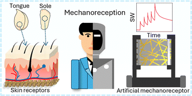A strain-sensitive neuromorphic device emulating mechanoreception for ...