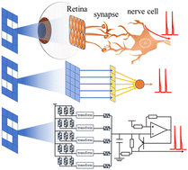 Artificial vision system design and implementation based on BaSrTiO3 ...