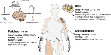 Long-term implantable flexible neural interfaces for ...