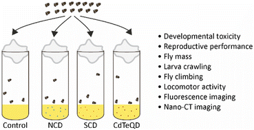 A comparison of carbon dot and CdTe quantum dot toxicity in Drosophila ...