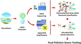 eDNA metabarcoding-based source attribution of fecal indicator bacteria ...
