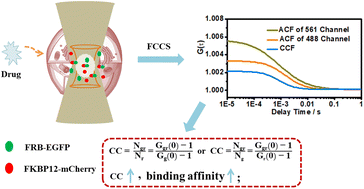 Study on drug-mediated protein–protein interaction in single living ...