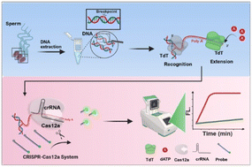 A novel biosensor for highly sensitive DNA damage detection using TdT ...