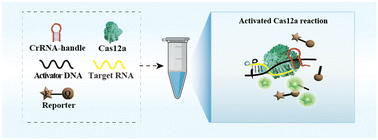 CRISPR–Cas12a with split crRNA for the direct and sensitive detection ...