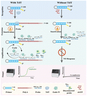 An Endo IV-driven signal amplifier for sensitive detection of cancer ...
