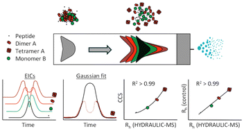 Measuring the hydrodynamic radii of peptides and proteins with an ...