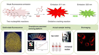 Sequential detection of H2S and HClO fluorescence probes and their ...