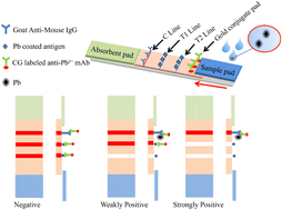 A colloidal gold immunochromatographic assay for on-site lead detection ...