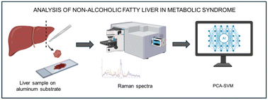 NAFLD progression in metabolic syndrome: a Raman spectroscopy and ...