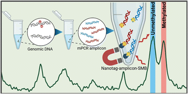 mPCR/SERS assay for hMLH1 promoter methylation identification - Analyst ...