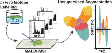 Unsupervised machine learning for mass spectrometry imaging data ...