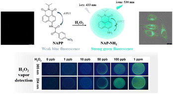 A naphthalimide derivative-based fluorescent probe for selective ...