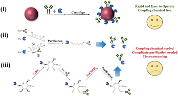 Development of crosslinker-free antibody–enzyme conjugates for ...