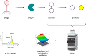A DoE-guided development and validation of a novel HPLC method for ...