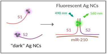 Binary light-up fluorescent probe based on silver nanoclusters for ...