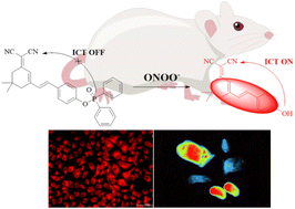 A novel near-infrared fluorescent probe for peroxynitrite imaging in cellular and organ injury ...