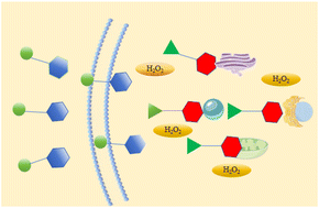 Recent advances of organelle-targeted fluorescent probes for hydrogen ...