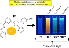 First-in-class hydrazone–pyrazoline sensors for selective detection of Zn2+, Cd2+, and Hg2+ in ...