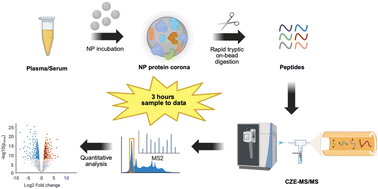 High-throughput plasma/serum proteomics by coupling nanoparticle protein corona-based sample ...