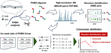 Comonomer distribution analysis of poly(3-hydroxybutyrate-co-3 ...