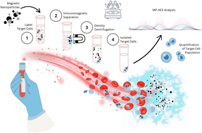 Isolation and detection of target cells in blood via immunomagnetic ...