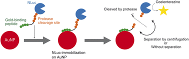 A protein-nanoparticle conjugate platform for simplified and sensitive ...