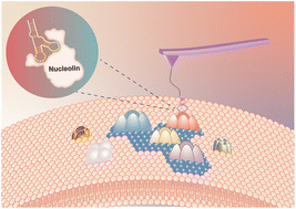 Nanoscale mapping of nucleolin–aptamer interactions on lung cancer ...