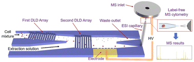 DLD-based on-chip sample handling for label-free single-cell MS ...