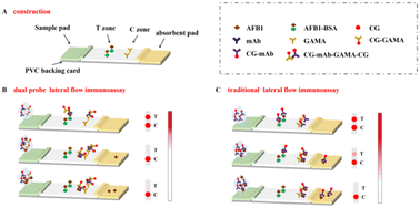 Development of colloidal gold-labeled dual-probe lateral flow ...