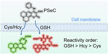 A coumarin-based dual-channel fluorescent probe for discriminating Hcy ...