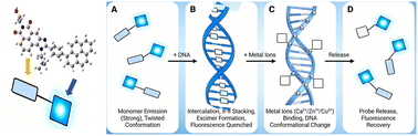 A pyrene-derived fluorescence probe based on π–π stacking and excimer ...