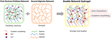 Double-network polysaccharide hydrogel for guided tissue repair ...