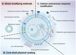 Progress and application of cell membrane engineering in living cell ...