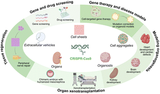 CRISPR-based genetically modified scaffold-free biomaterials for tissue engineering and ...
