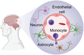 Engineering blood–brain barrier microphysiological systems to model ...