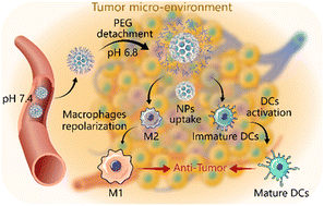 Tumor pH-triggered PEG detachable nanoparticles for TLR7/8 agonist ...