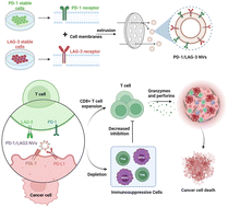 Engineered hybrid cell membrane nanovesicles for potentiated cancer ...