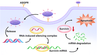 GalNAc-functionalized metal–organic frameworks for targeted siRNA ...