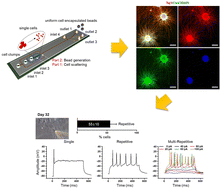 Microencapsulation system for scalable differentiation of peripheral ...