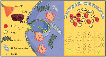 Constructing a hemostatic sponge loaded with copper nanoparticles and ...