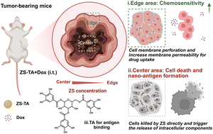Saponin-mediated cell membrane interference nanomedicine potentiates ...