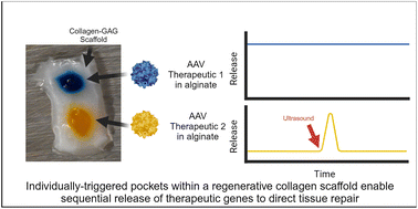 Combined sustained and triggered release for sequential viral ...