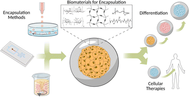 Microencapsulation of pluripotent stem cell-derived pancreatic and ...