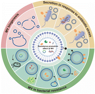 Bacterial membrane vesicles: from biogenesis to antibiotic resistance ...