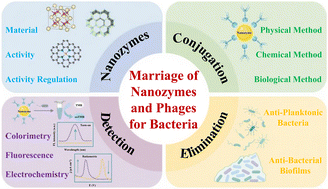 The marriage of nanozymes and phages promotes pathogenic bacteria ...